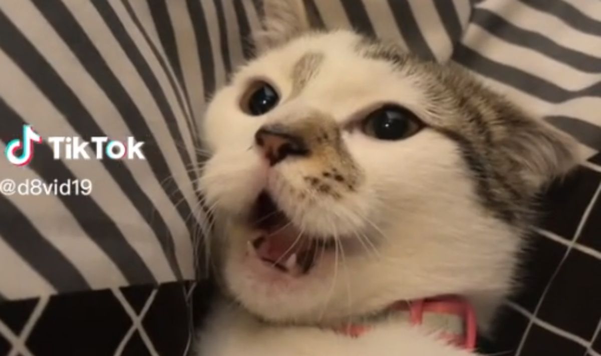 Bloke baffled after his pet cat climbs into bath for relaxing candle ...